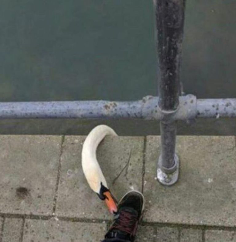 100+ Of The Funniest Pictures Ever Seen On The Internet – List Inspire