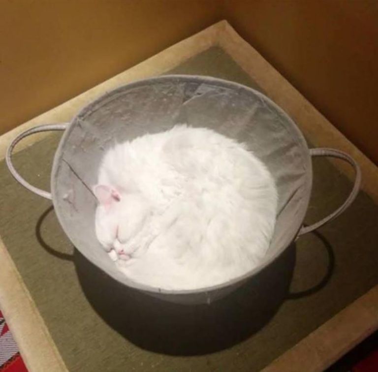 100+ Of The Funniest Pictures Ever Seen On The Internet – List Inspire