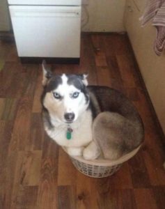 100+ Of The Funniest Pictures Ever Seen On The Internet – List Inspire