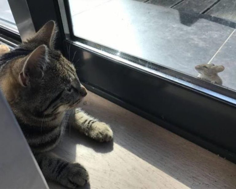 100+ Of The Funniest Pictures Ever Seen On The Internet – List Inspire