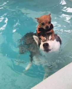 100+ Of The Funniest Pictures Ever Seen On The Internet – List Inspire