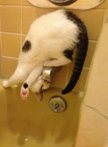 100+ Of The Funniest Pictures Ever Seen On The Internet – List Inspire