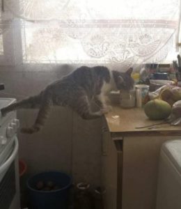 100+ Of The Funniest Pictures Ever Seen On The Internet – List Inspire