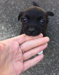 The 100 Cutest Animals Of All Time – List Inspire