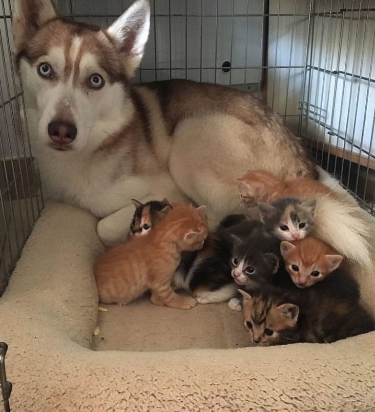 The 100 Cutest Animals Of All Time – List Inspire