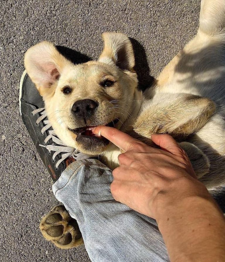 The 100 Cutest Animals Of All Time – List Inspire