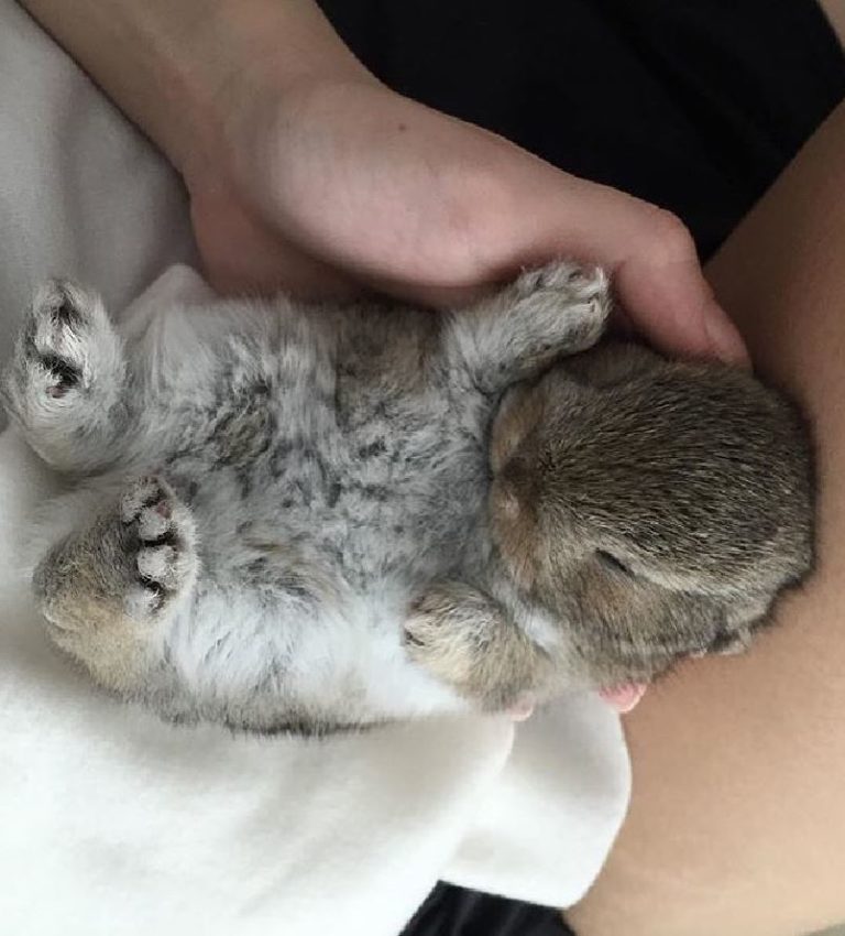 The 100 Cutest Animals Of All Time – List Inspire