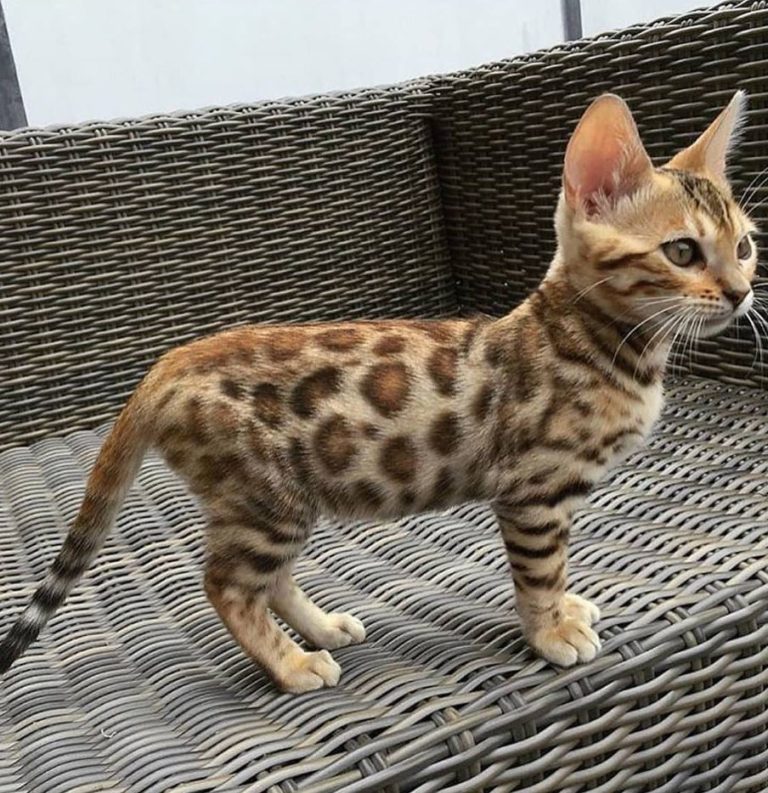 The 100 Cutest Animals Of All Time – List Inspire