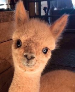 The 100 Cutest Animals Of All Time – List Inspire