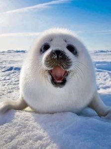 The 100 Cutest Animals Of All Time – List Inspire