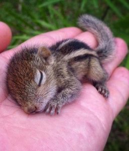 The 100 Cutest Animals Of All Time – List Inspire