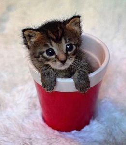 The 100 Cutest Animals Of All Time – List Inspire