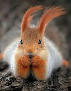 The 100 Cutest Animals Of All Time – List Inspire