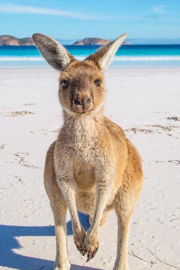 33 List Of Cute Animals Tips Temal
