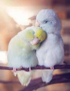 The 100 Cutest Animals Of All Time – List Inspire