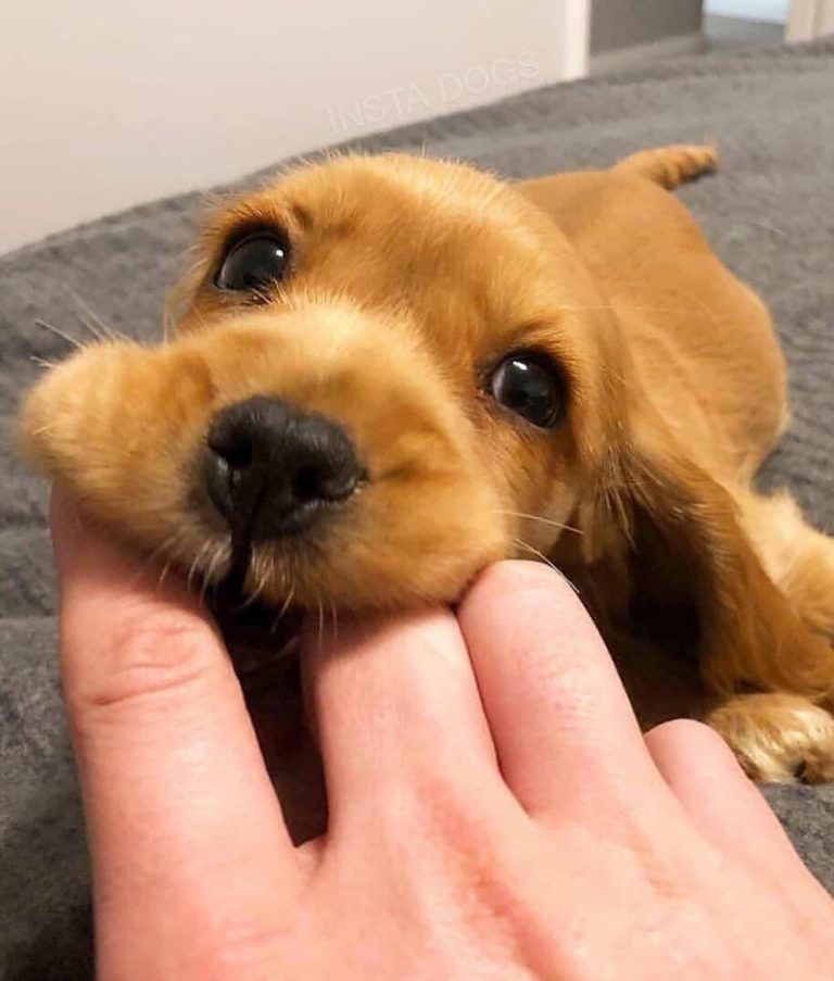 The 100 Cutest Animals Of All Time – List Inspire