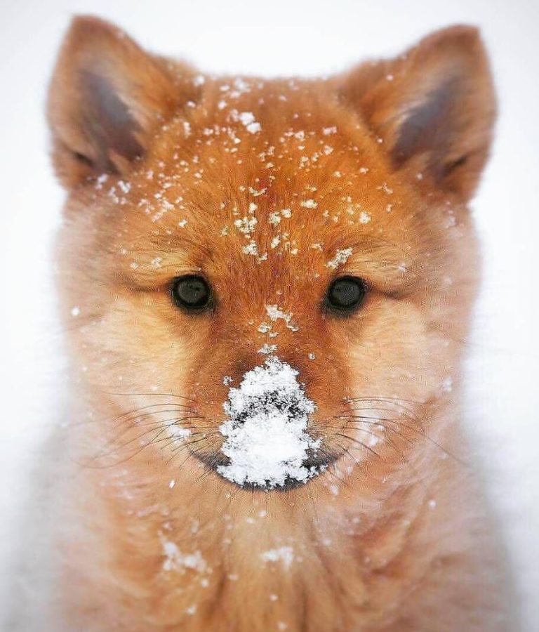 The 100 Cutest Animals Of All Time – List Inspire