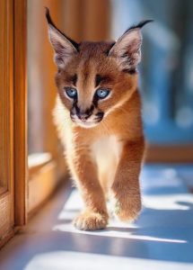 The 100 Cutest Animals Of All Time – List Inspire