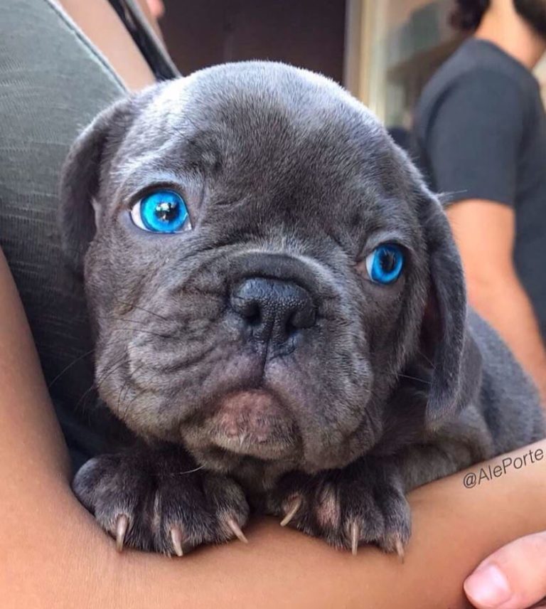 The 100 Cutest Animals Of All Time – List Inspire