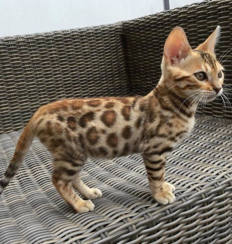 The 100 Cutest Animals Of All Time – List Inspire