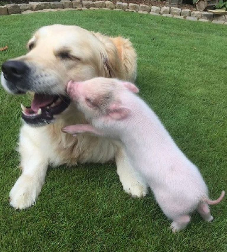The 100 Cutest Animals Of All Time – List Inspire