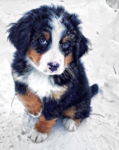 The 100 Cutest Animals Of All Time – List Inspire