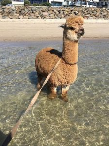 The 100 Cutest Animals Of All Time – List Inspire