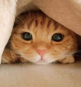 The 100 Cutest Animals Of All Time – List Inspire